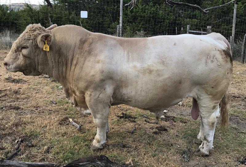 For Sale|Cedar Hill Cattle Company